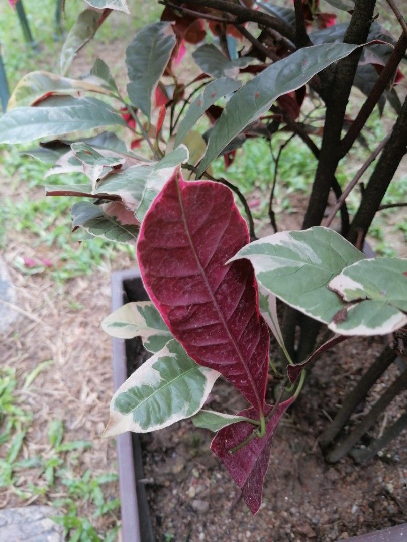 Excoecaria cochinchinensis(Chinese croton, blindness tree, buta buta ...