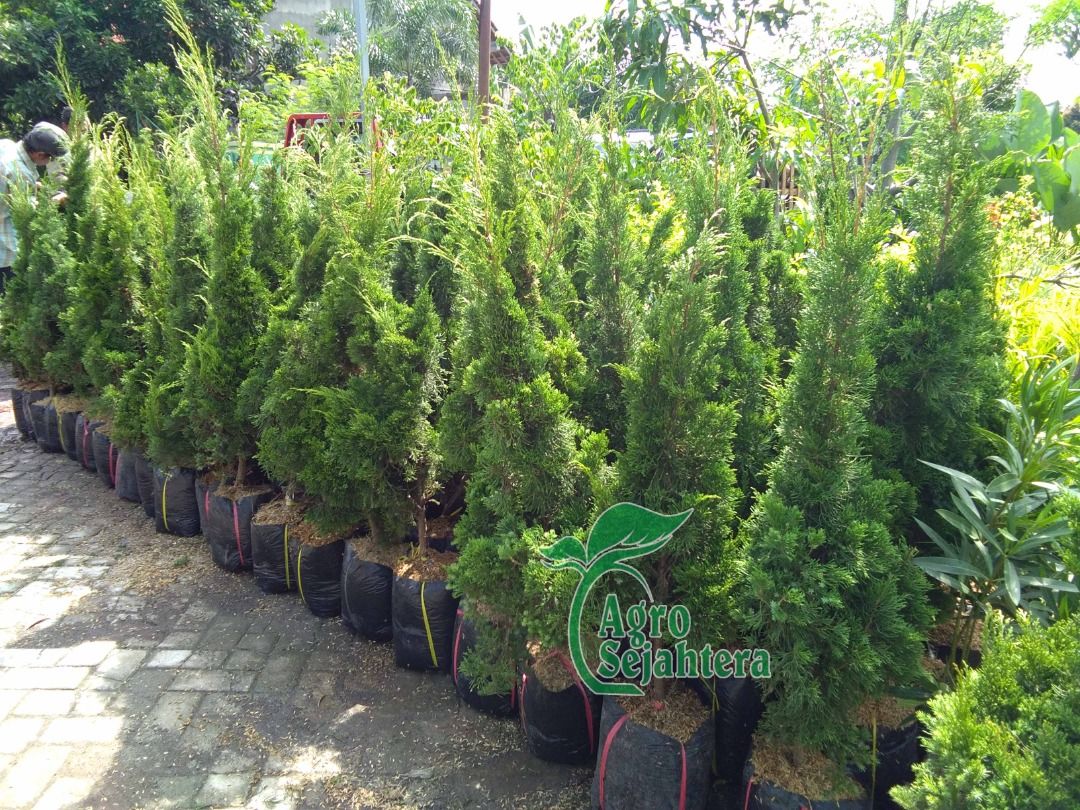Jual Pohon Cemara | Bibit Cemara - Cemara Besar | Jenis Cemara Lengkap ...