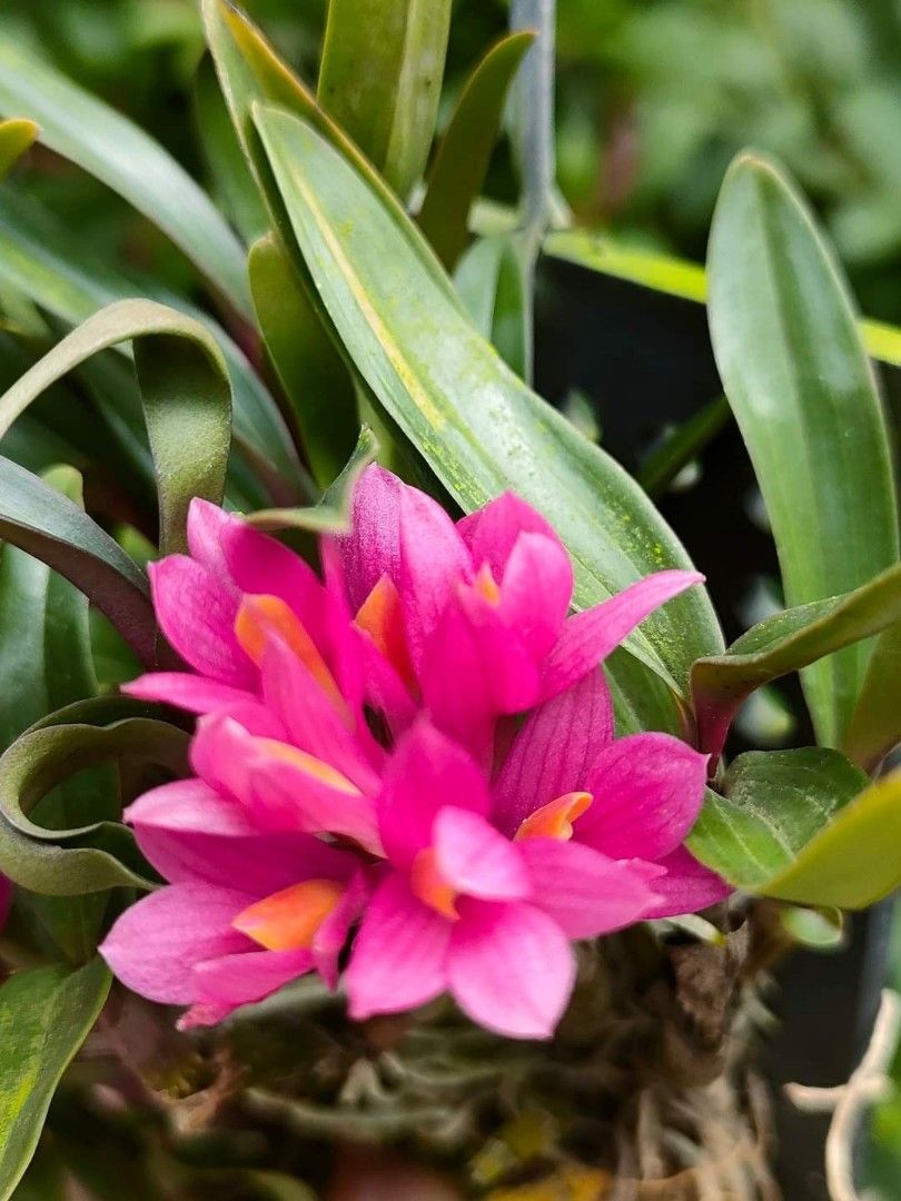 Mini Dendrobium hybrid(Hibiki), Furniture & Home Living, Gardening ...