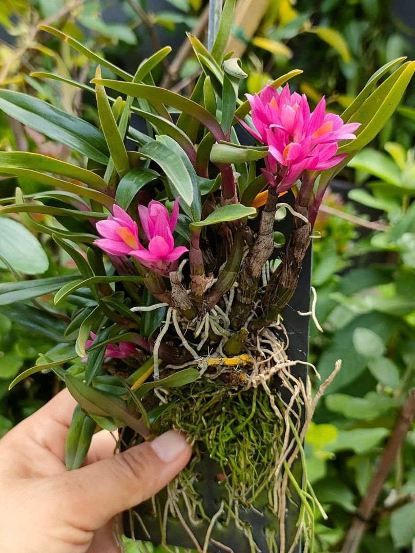 Mini Dendrobium hybrid(Hibiki), Furniture & Home Living, Gardening ...