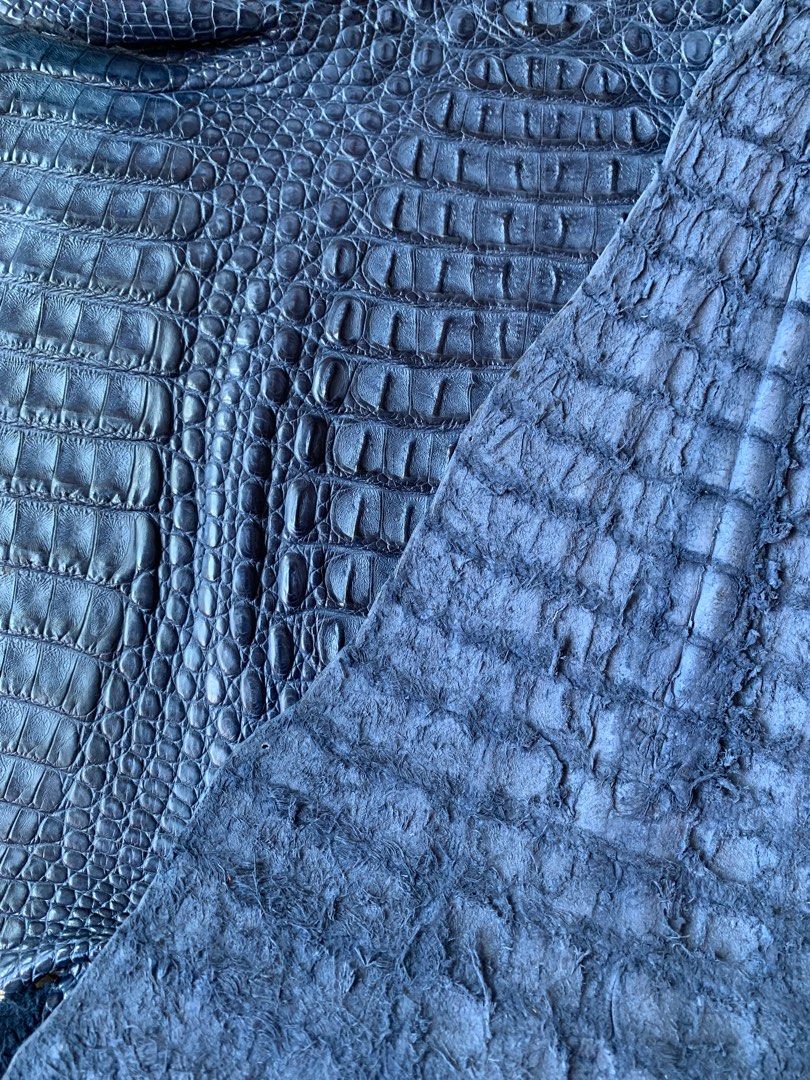 Urban Blue Real Crocodile Skin, Hobbies & Toys, Stationery & Craft ...