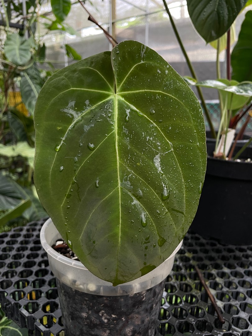 Anthurium hoffmaniix, Furniture & Home Living, Gardening, Plants ...