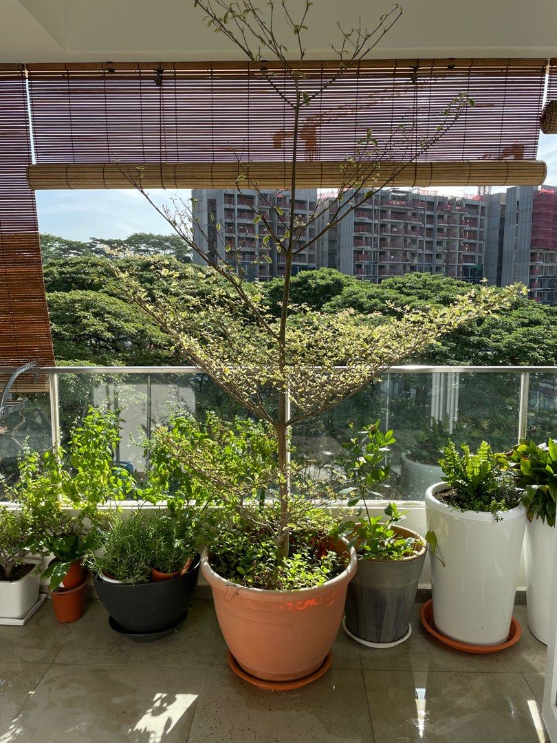 Bucida Variegated - Plant, Everything Else on Carousell