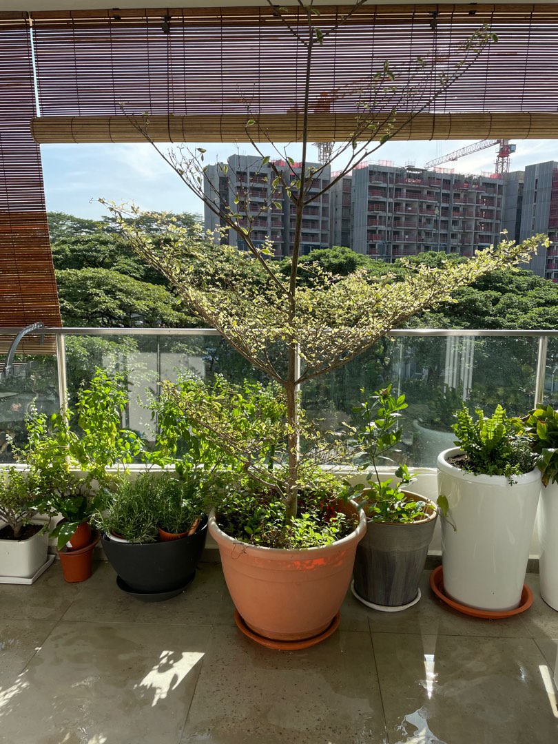 Bucida Variegated - Plant, Everything Else on Carousell