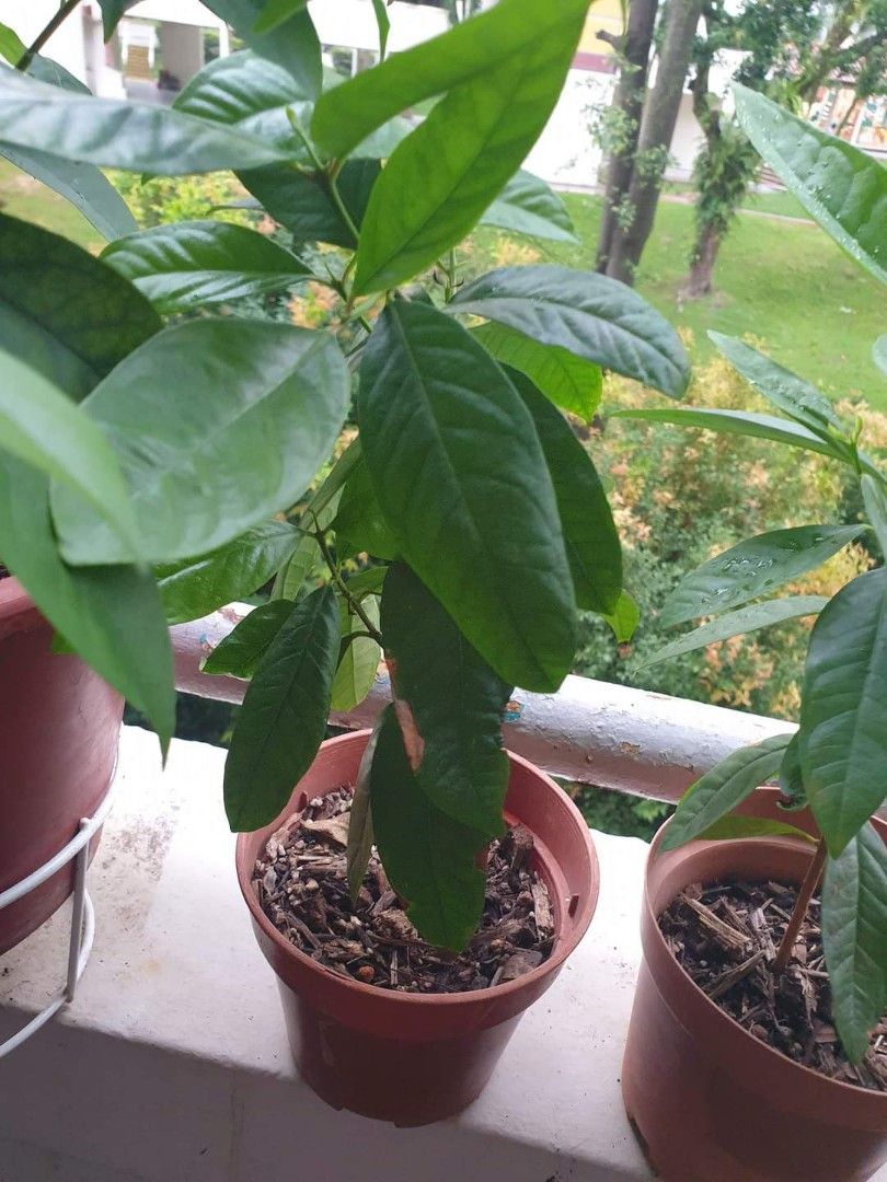 Daun Salam Indonesia Bay Leaf syzgium polyanthum Myrtaceae Baillie ...