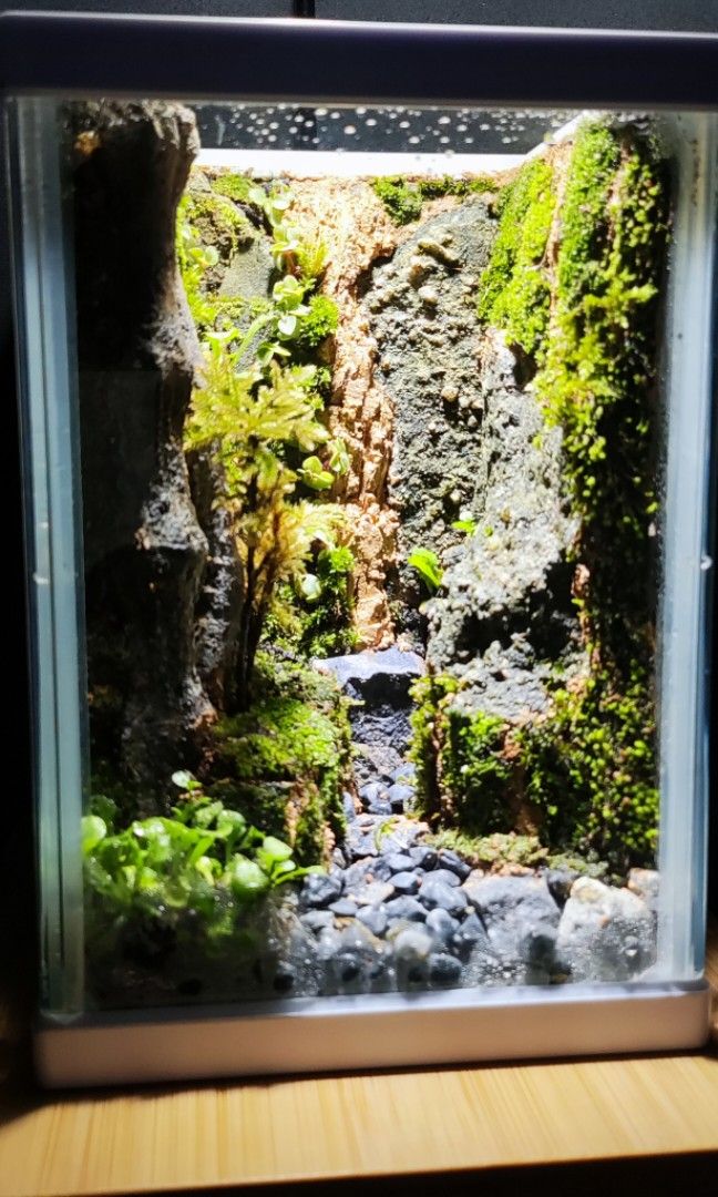 Enclosed Terrarium, Furniture & Home Living, Gardening, Plants & Seeds ...