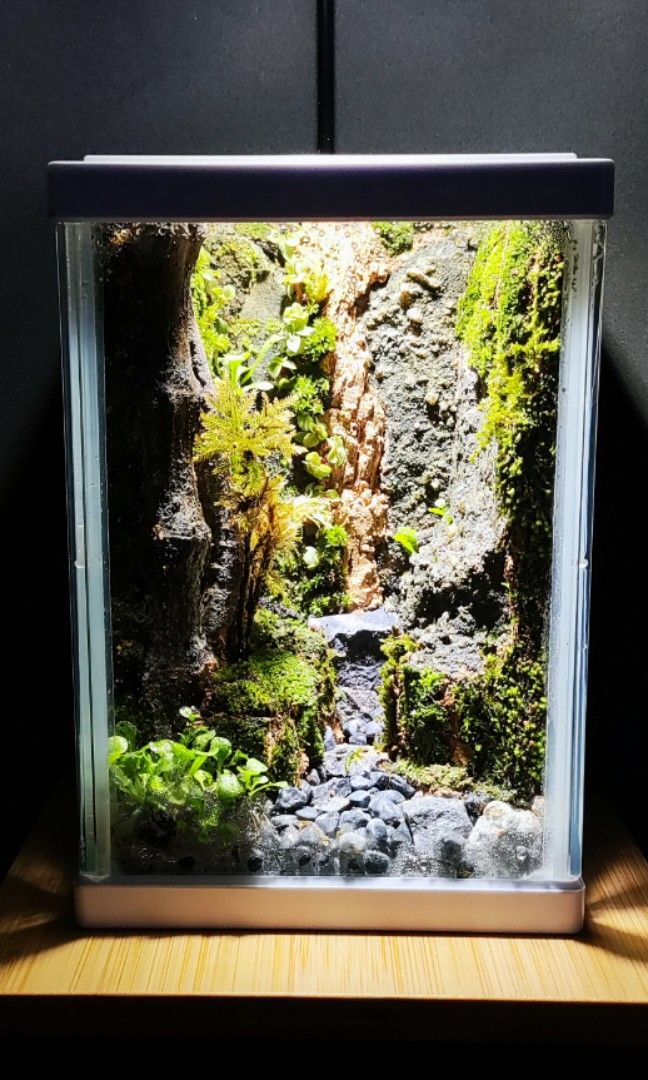 Enclosed Terrarium, Furniture & Home Living, Gardening, Plants & Seeds ...