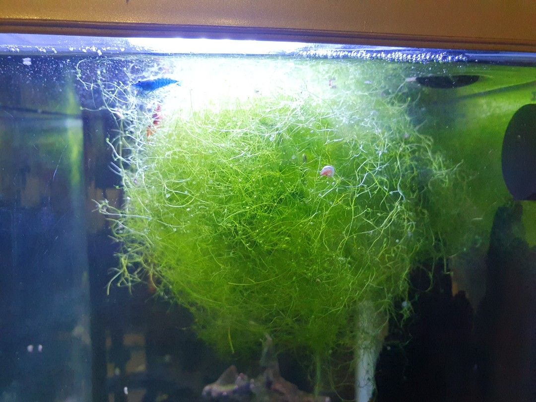 Moss-like floating plant for aquarium, Furniture & Home Living ...
