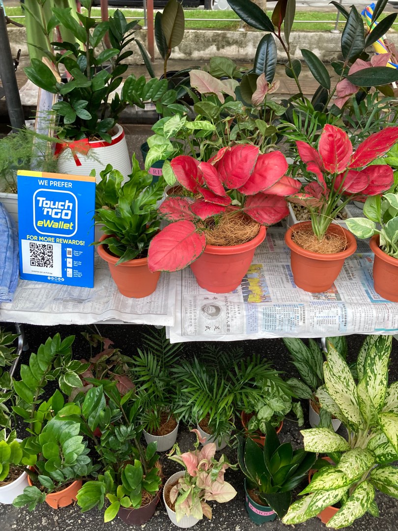 Real Plants for RM20 only, Furniture & Home Living, Gardening, Plants ...