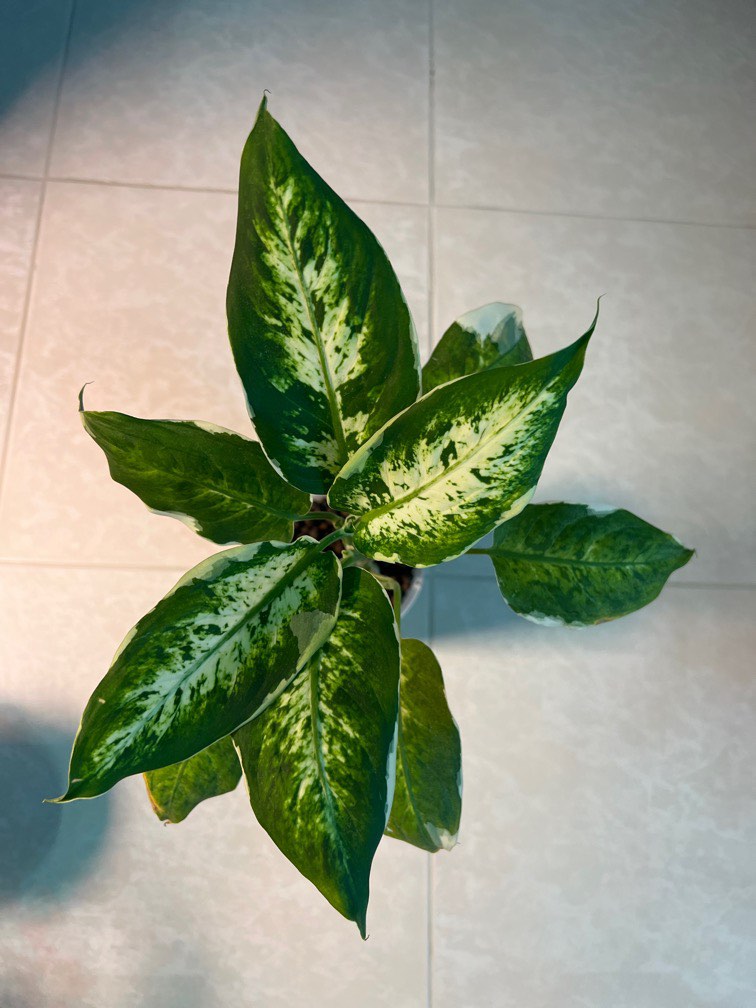 Aglaonema Diven Sparkle, Furniture & Home Living, Gardening, Plants ...