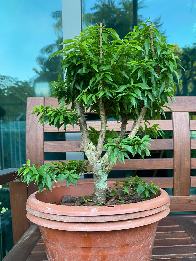 Double petal flower Shui mei shuimei bonsai Wrightia Religiosa nursery ...