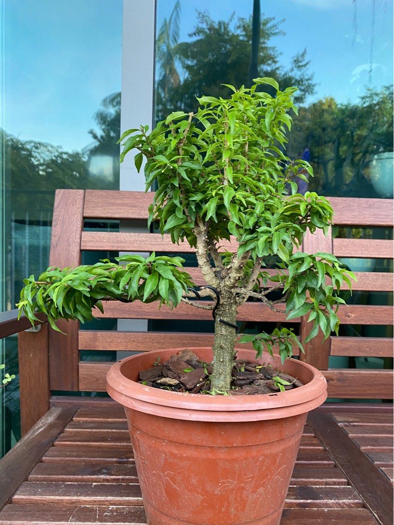 Double petal flower Shui mei shuimei bonsai Wrightia Religiosa nursery ...
