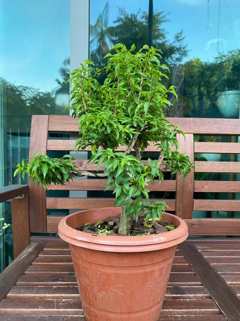 Double petal flower Shui mei shuimei bonsai Wrightia Religiosa nursery ...