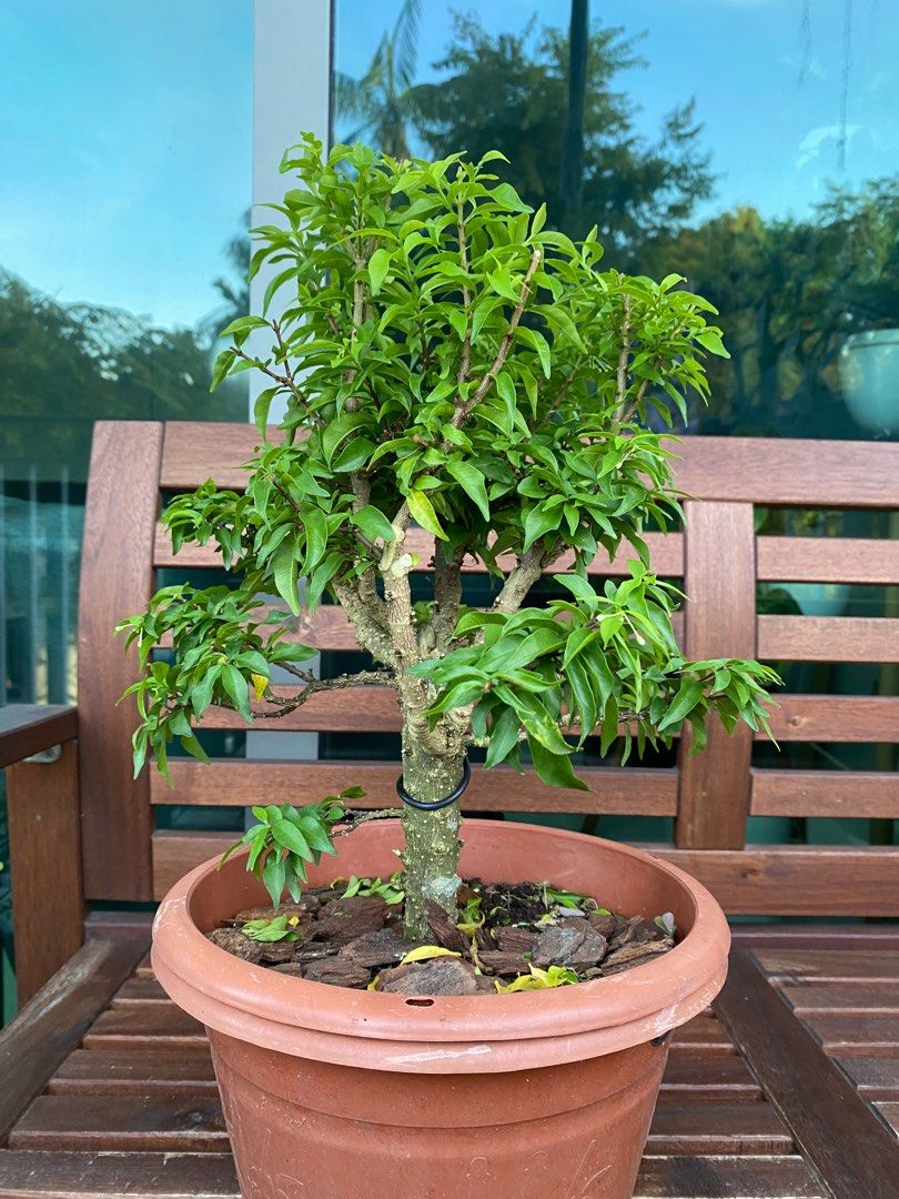 Double petal flower Shui mei shuimei bonsai Wrightia Religiosa nursery ...