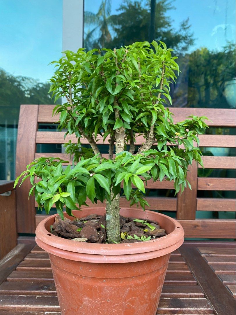 Double petal flower Shui mei shuimei bonsai Wrightia Religiosa nursery ...