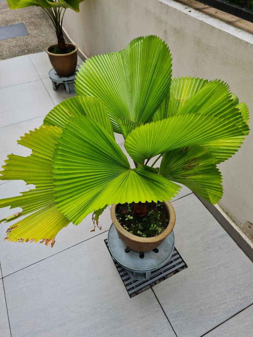 Licuala Grandis Palm Tree, Furniture & Home Living, Gardening, Plants ...