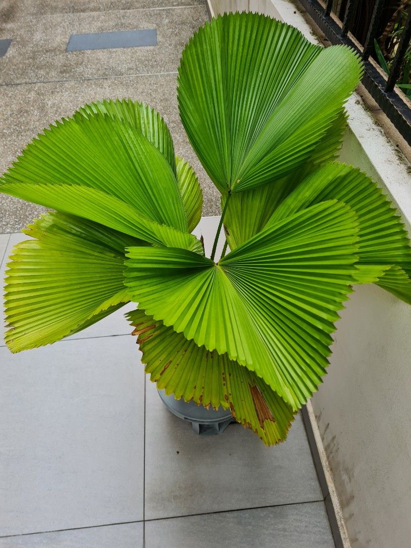Licuala Grandis Palm Tree, Furniture & Home Living, Gardening, Plants ...
