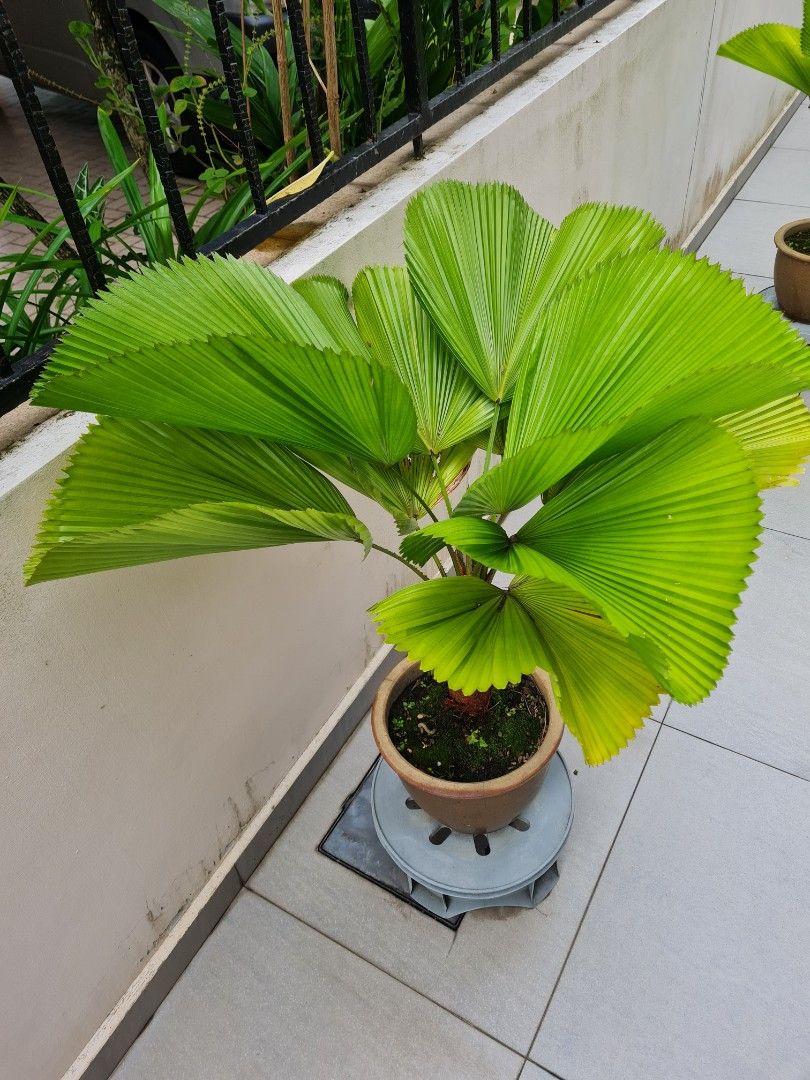 Licuala Grandis Palm Tree, Furniture & Home Living, Gardening, Plants ...