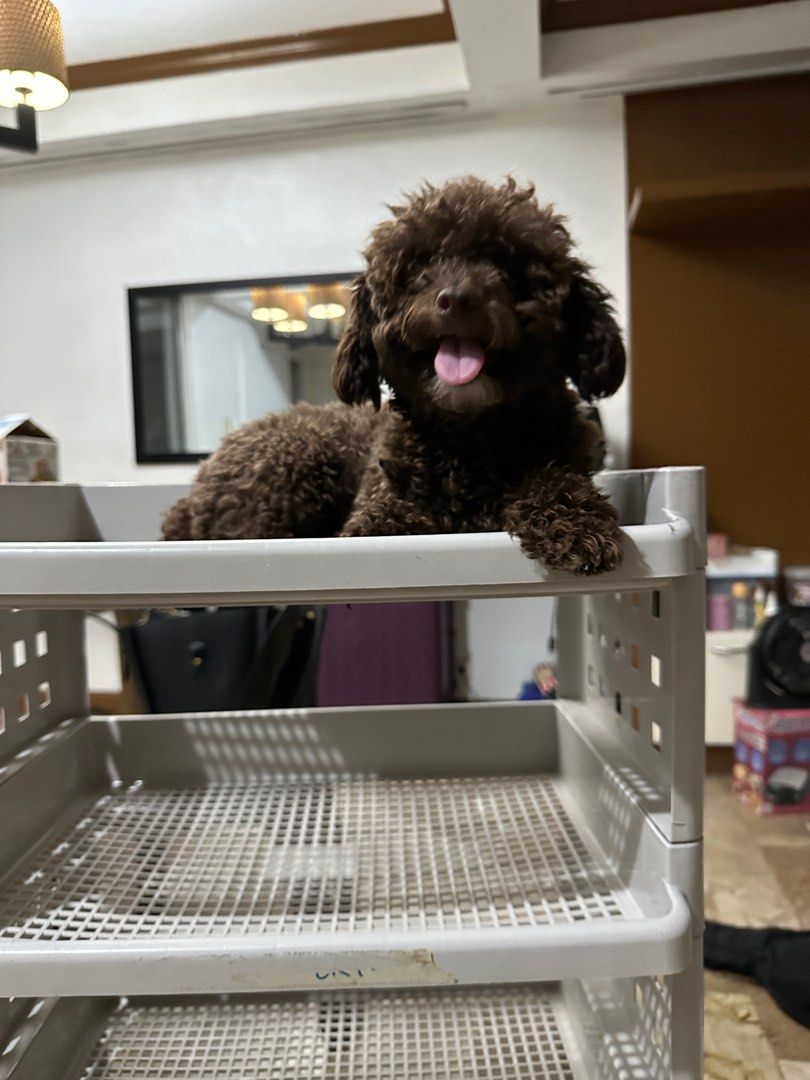 Megabox Utility Rack on Carousell