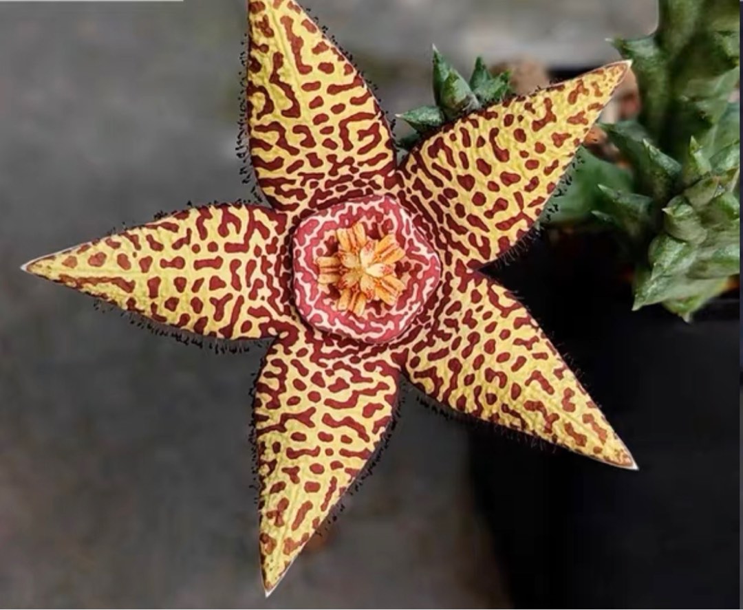 orbea halipedicola x orbea variegata, Furniture & Home Living ...