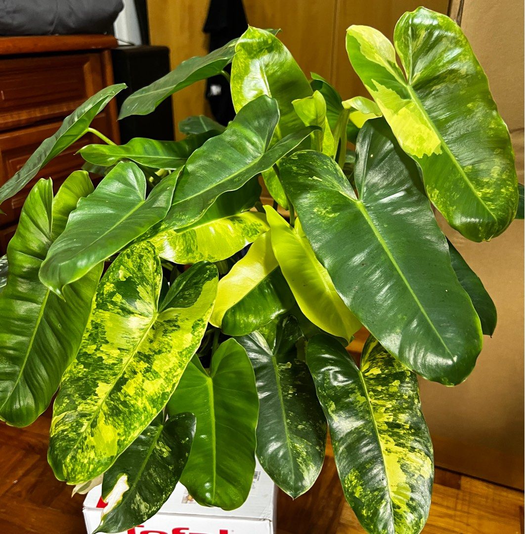 Philodendron Burle Marx Variegated, Furniture & Home Living, Gardening ...