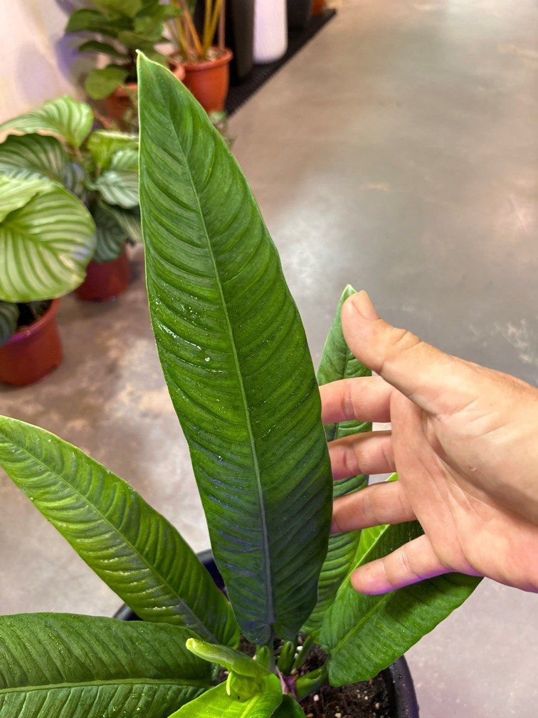 Philodendron Campii/Lynette, Furniture & Home Living, Gardening, Plants ...