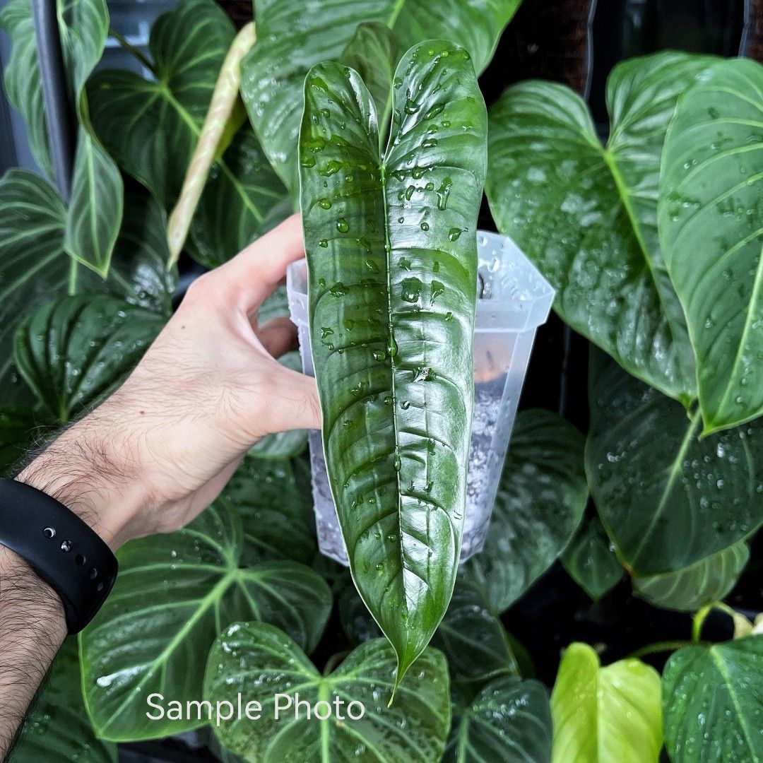 Philodendron SP Felix, Furniture & Home Living, Gardening, Plants ...