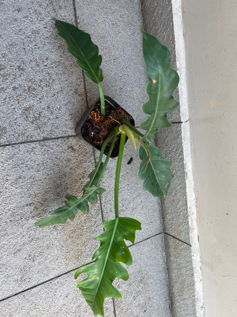 Pluto plant, Furniture & Home Living, Gardening, Plants & Seeds on ...