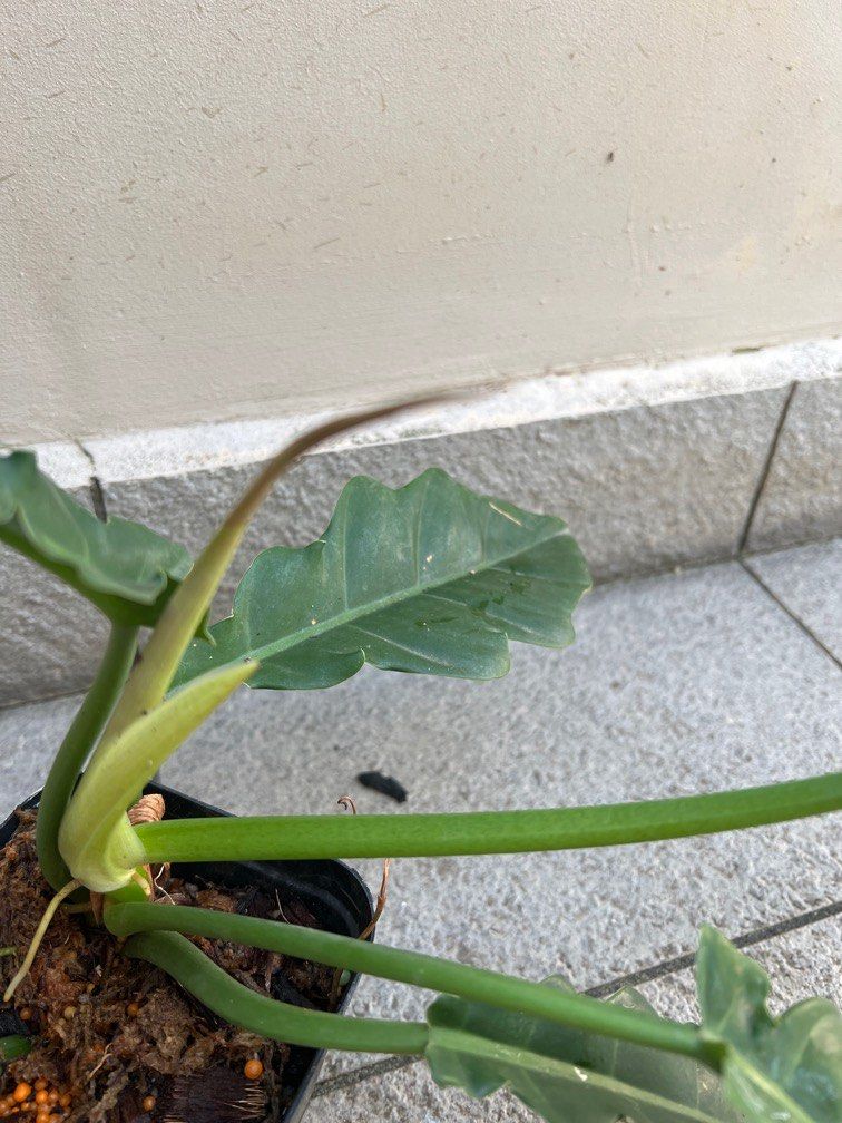 Pluto plant, Furniture & Home Living, Gardening, Plants & Seeds on ...