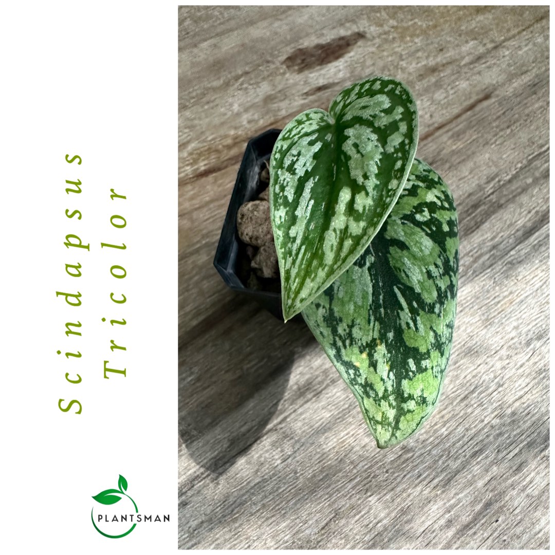 Scindapsus Tricolor, Furniture & Home Living, Gardening, Plants & Seeds ...