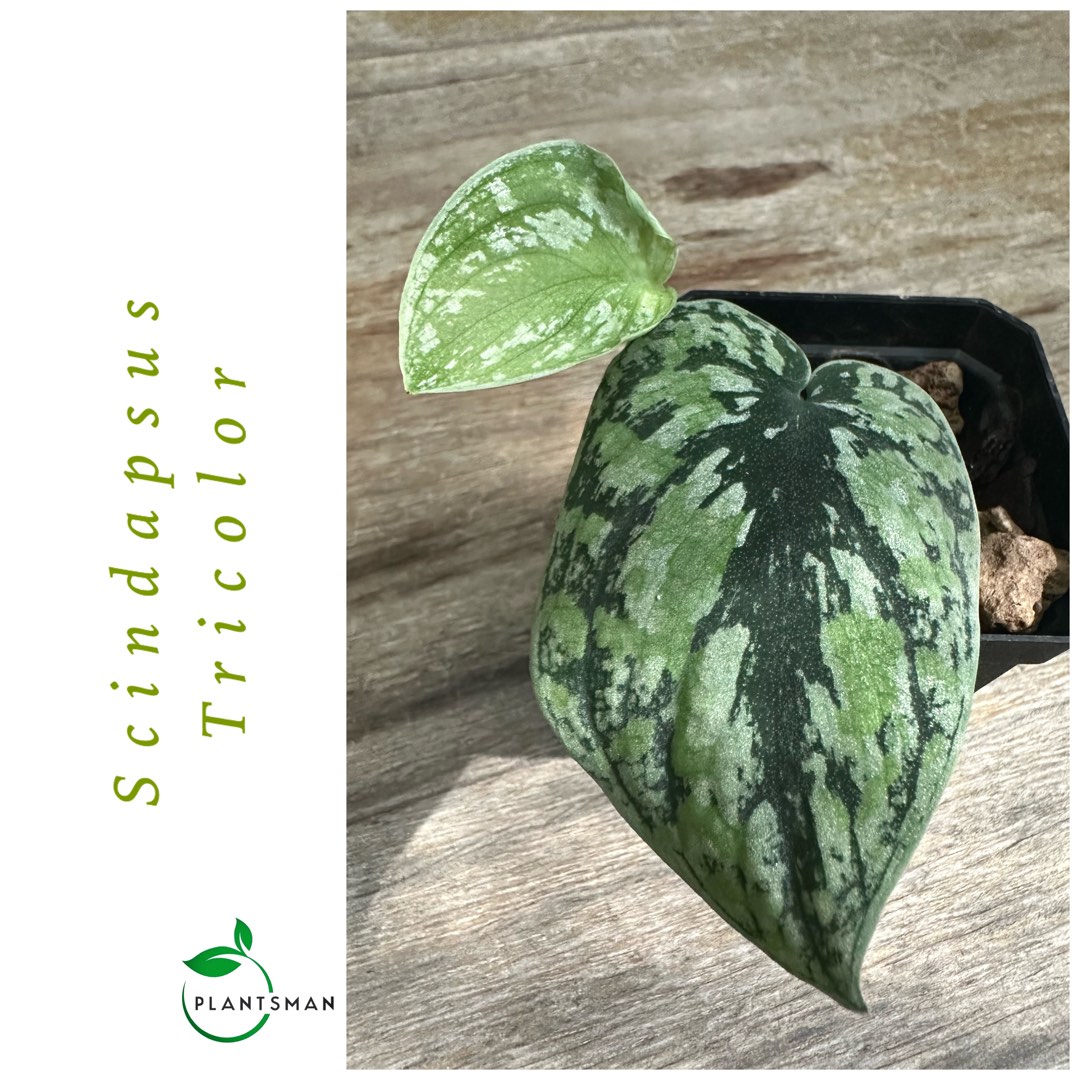 Scindapsus Tricolor, Furniture & Home Living, Gardening, Plants & Seeds ...
