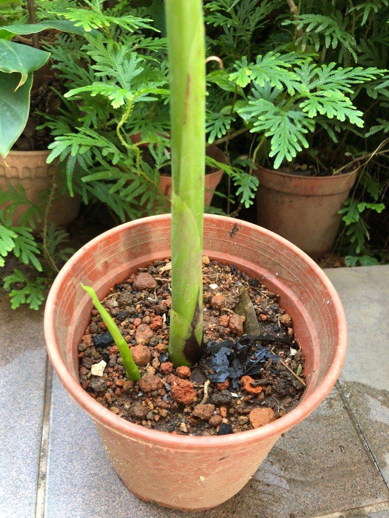 Torch ginger plant, Furniture & Home Living, Gardening, Plants & Seeds ...