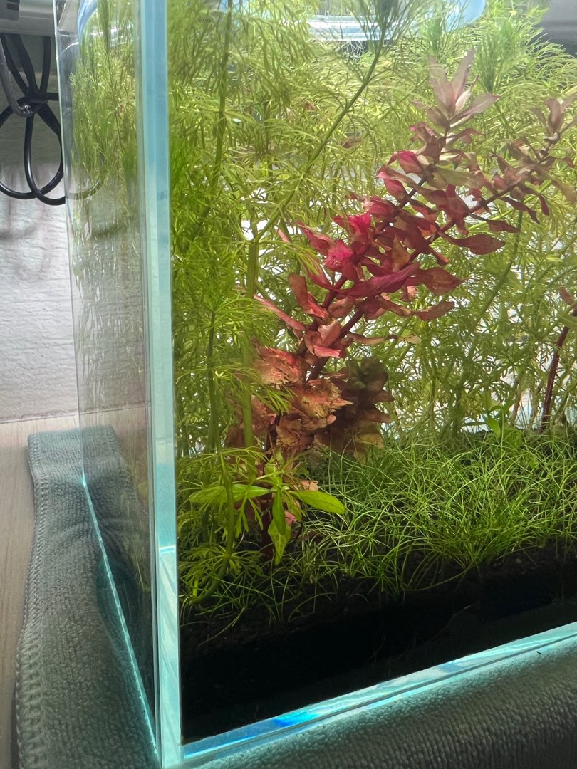 ANS Optiwhite Aquarium Tank, Pet Supplies, Homes & Other Pet ...