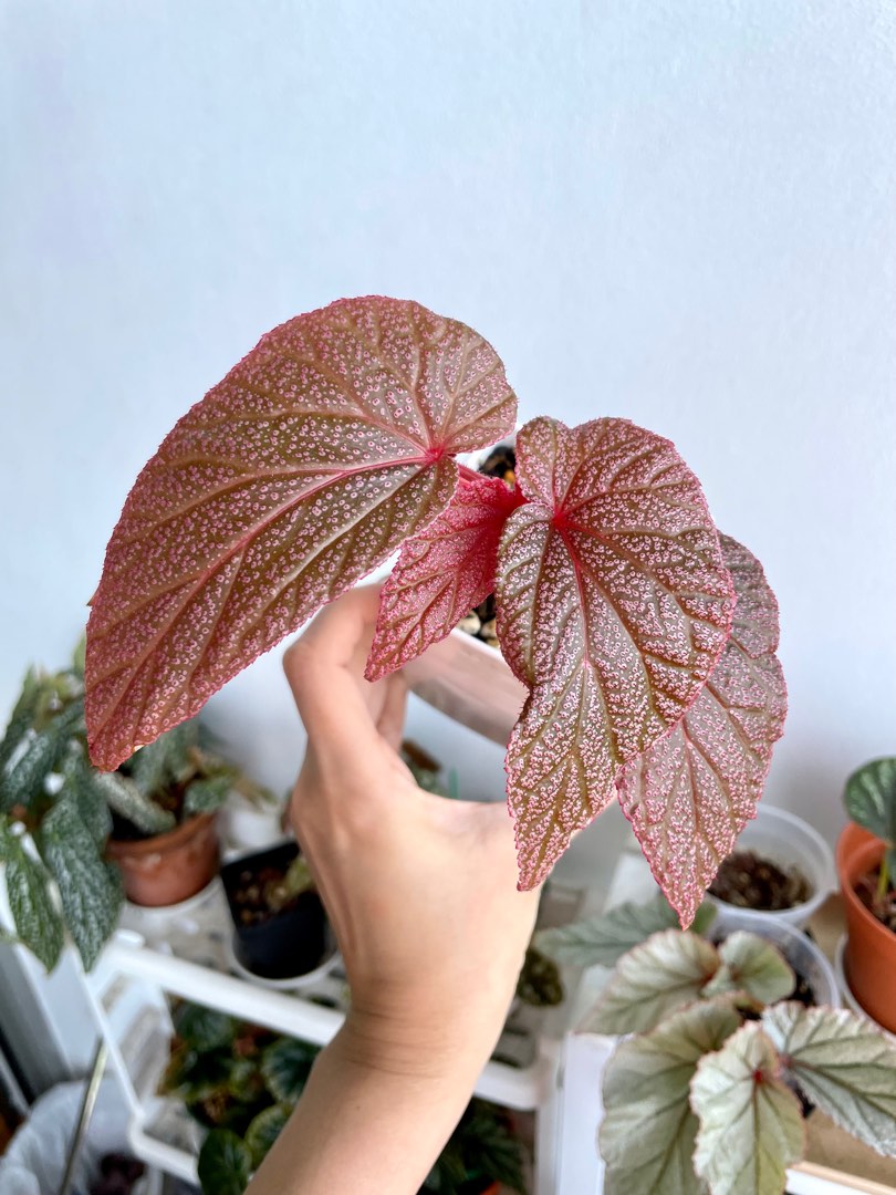 Begonia U062, Furniture & Home Living, Gardening, Plants & Seeds on ...