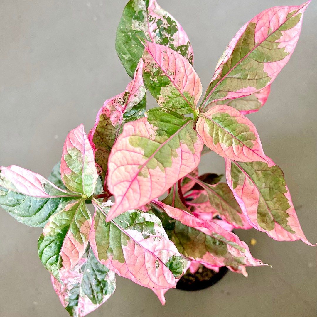alternanthera brazilian red hots variegated pink plant, Furniture ...