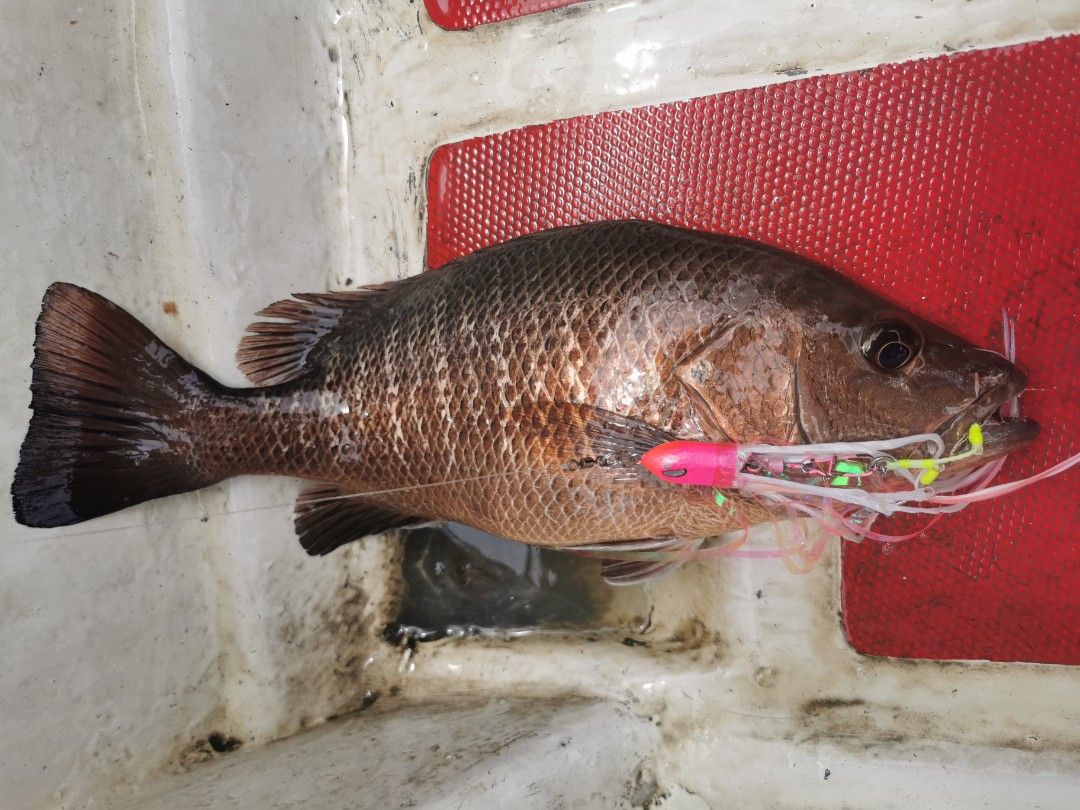 Chicken Feather Jig aka Tenggiri Killer not Shimano, Daiwa, stella ...