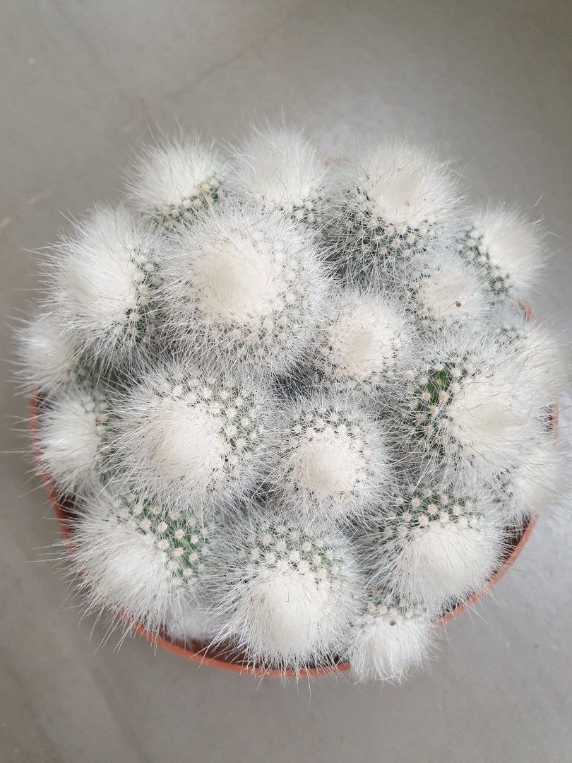 Parodia Scopa Silver Ball Cactus Variegated albispinus pot 15cm height ...