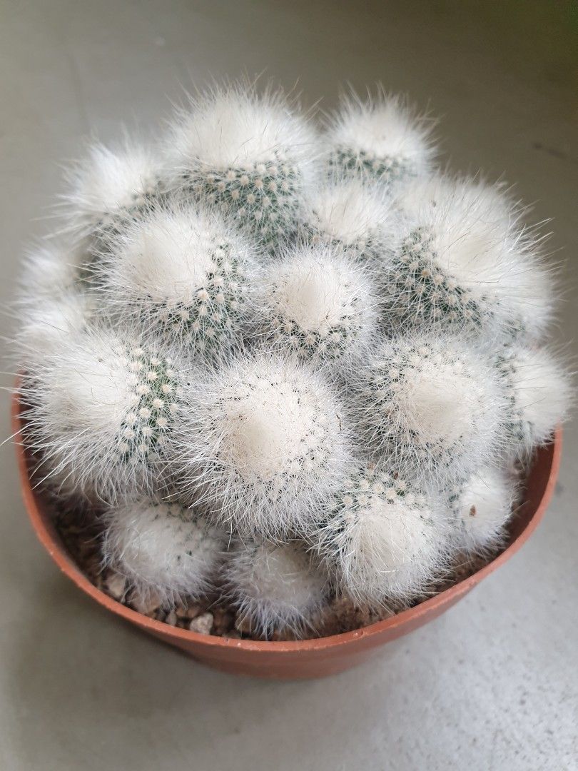 Parodia Scopa Silver Ball Cactus Variegated albispinus pot 15cm height ...