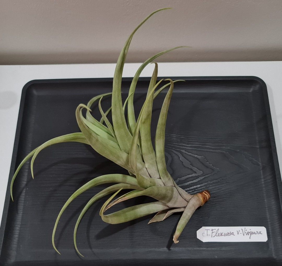 RARE Hybrid Tillandsia Flexuosa x Vivipara, Furniture & Home Living ...
