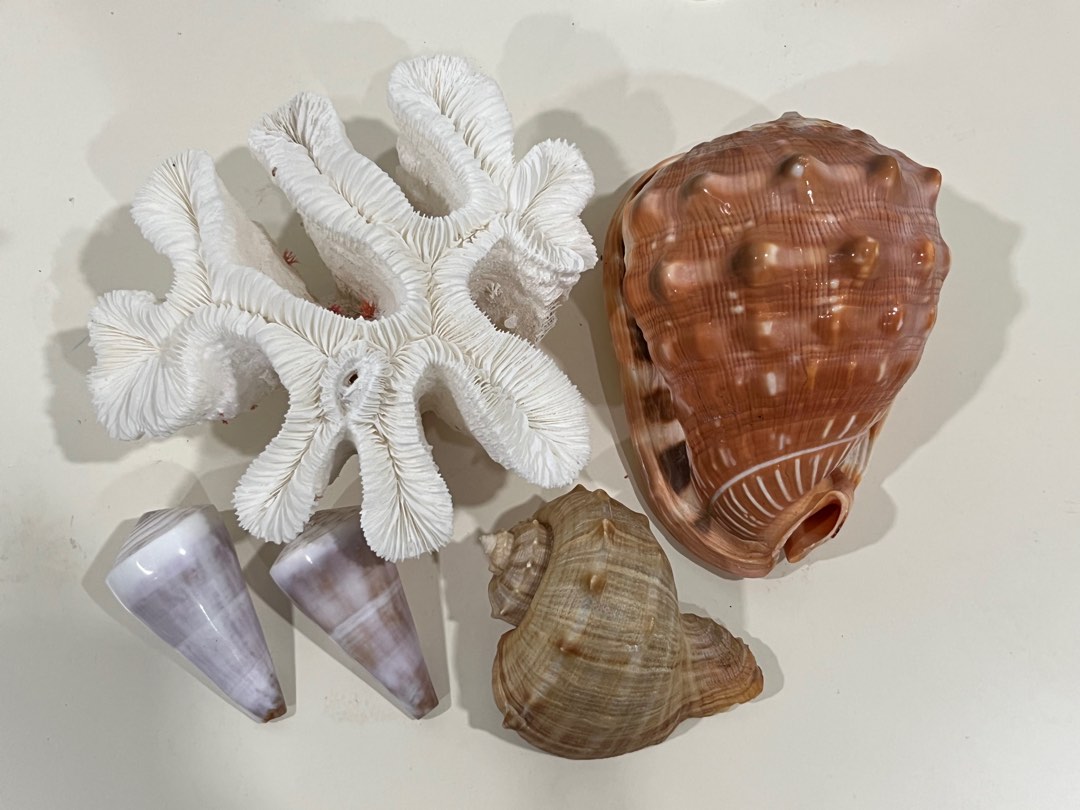 Seashells collection, Hobbies & Toys, Memorabilia & Collectibles ...