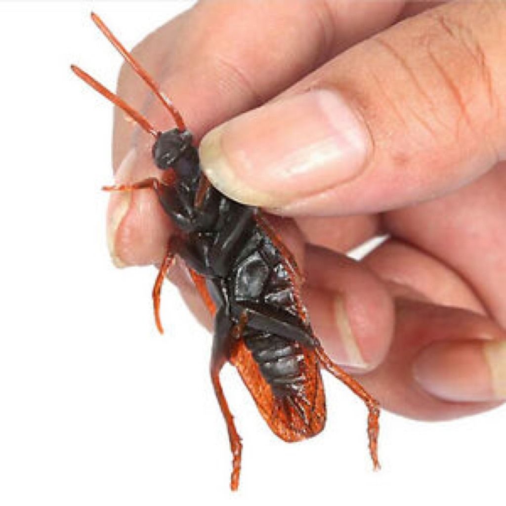 10pcs. : Fake Rubber Cockroach Look Real Like Insect Prop Toy ...