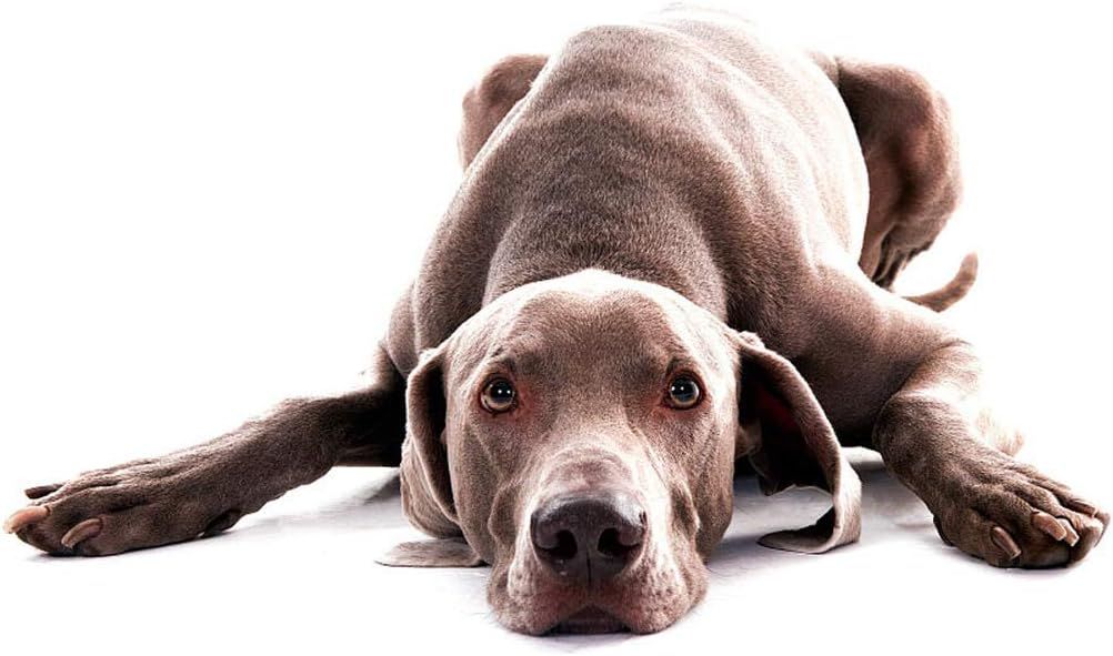 2-in-1 Cassette-to-MP3 Converter Player Recorder - Portable Battery ...