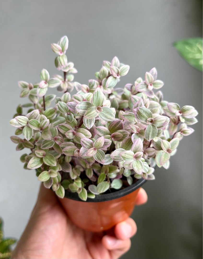 Callisia repens, Furniture & Home Living, Gardening, Plants & Seeds on ...