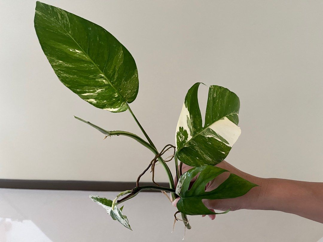 Epipremnum Pinnatum Albo / Marble King Cuttings, Furniture & Home ...