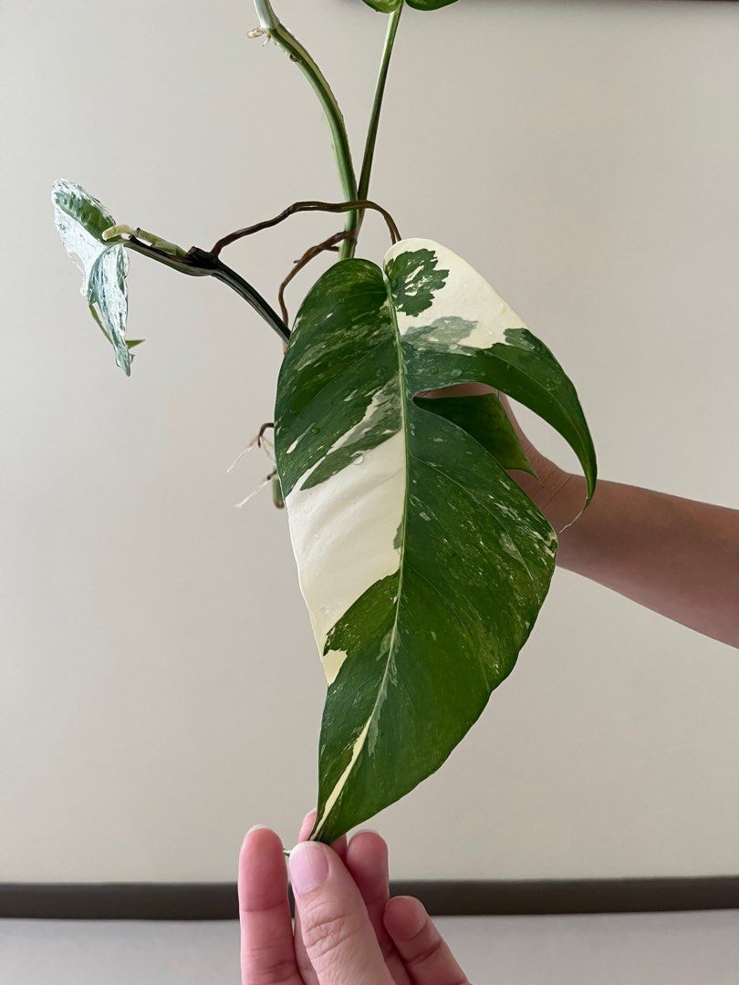 Epipremnum Pinnatum Albo / Marble King Cuttings, Furniture & Home ...