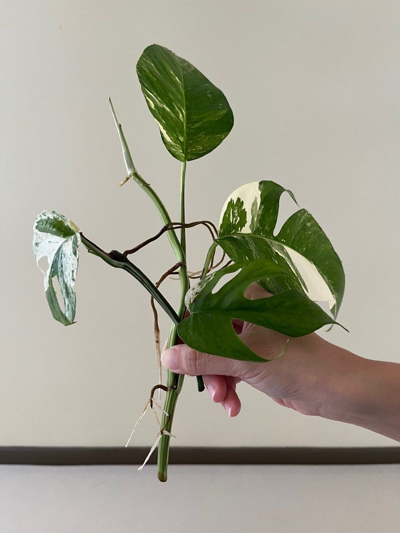 Epipremnum Pinnatum Albo / Marble King Cuttings, Furniture & Home ...