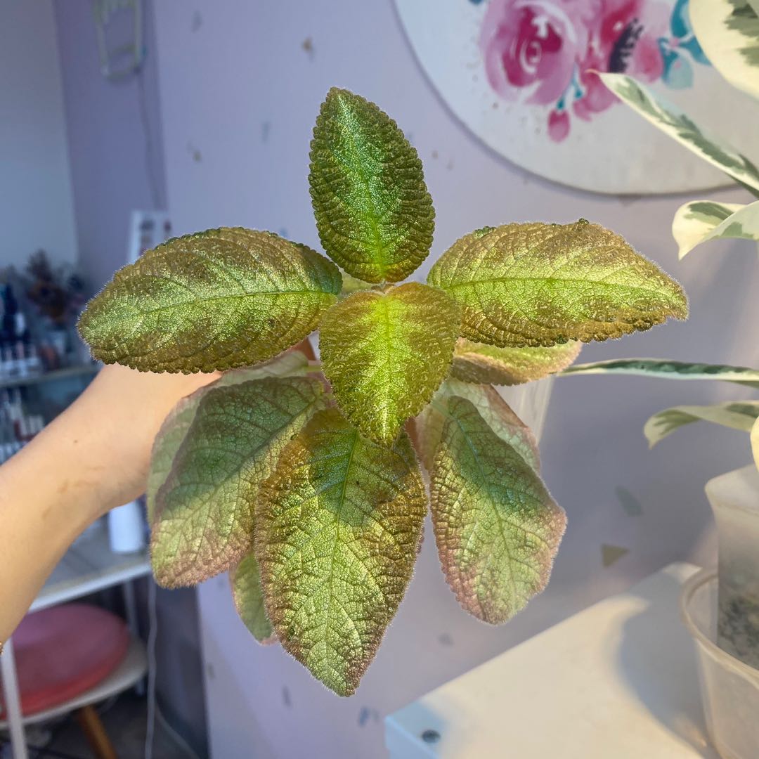 Episcia Picasso, Furniture & Home Living, Gardening, Plants & Seeds on ...