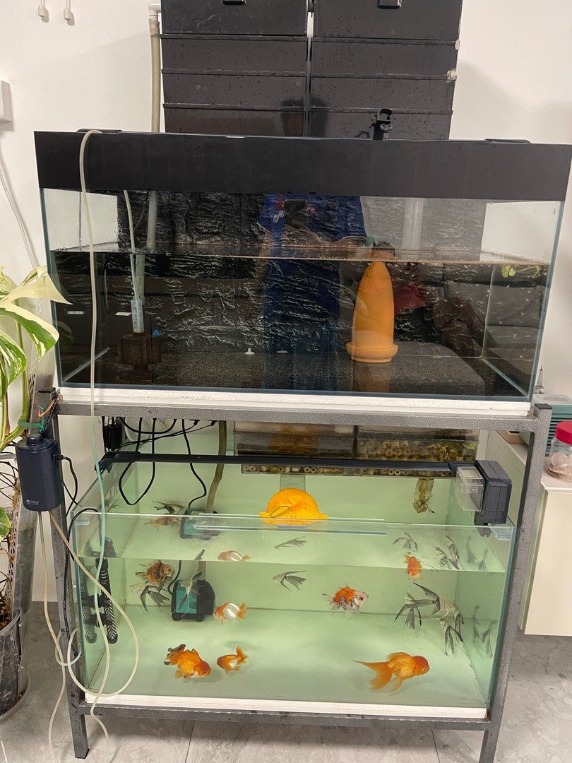 Fish tank, Pet Supplies, Homes & Other Pet Accessories on Carousell
