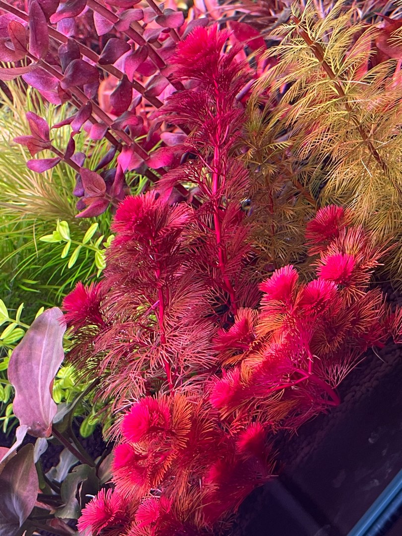 Super Red Cabomba Furcata, Furniture & Home Living, Gardening, Plants ...