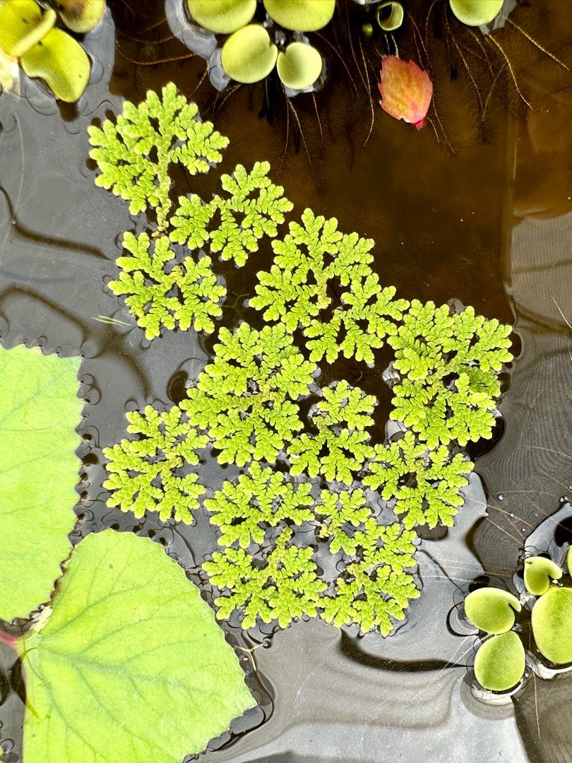 Salvinia / Azolla floating plants, Furniture & Home Living, Gardening ...